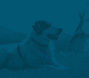 Best Vet Near Me 75791 - Azalea Animal Hospital - Whitehouse, TX